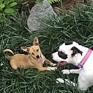 Corgi Puppies - Corgi Rescue and Adoption Near You