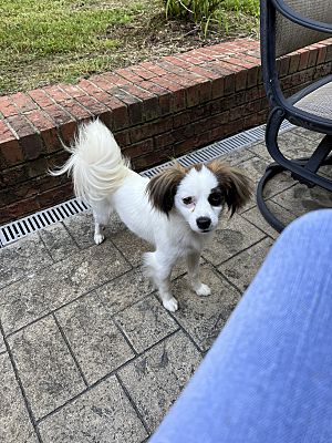 Russellville, KY - Cavalier King Charles Spaniel/Papillon. Meet Poppi a ...