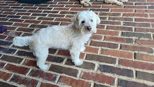Dallas, TX - Maltese. Meet Comet a Pet for Adoption - AdoptaPet.com