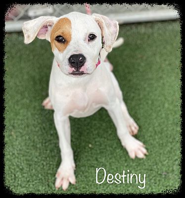 Marietta, GA - Pointer. Meet DESTINY a Pet for Adoption - AdoptaPet.com