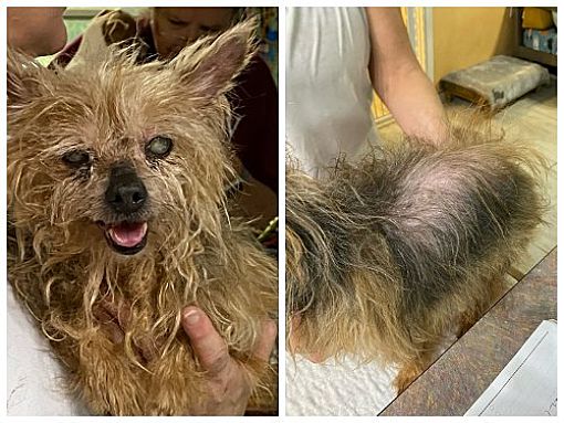 Benton, LA - Yorkie, Yorkshire Terrier. Meet Fidelia (NOT YET AVAILABLE ...