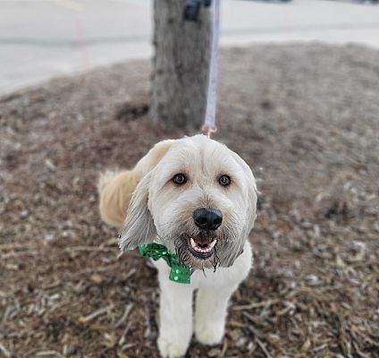 Detroit, MI - Sheepadoodle/Mixed Breed (Medium). Meet Addison (Addie ...