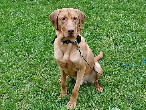 Indianapolis, IN - Vizsla/German Shepherd Dog. Meet Blue a Pet for ...