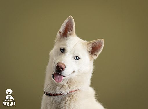 Portland, OR - Siberian Husky. Meet Elsa a Pet for Adoption - AdoptaPet.com
