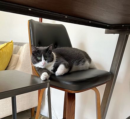 New York, NY - Domestic Shorthair. Meet Minosh a Pet for Adoption ...