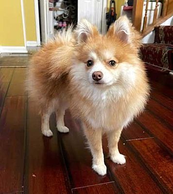 richmond, VA - Pomeranian. Meet PUPPY PUMPKIN a Pet for Adoption ...
