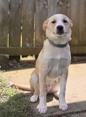 Johnston, RI - Beagle. Meet Ted a Pet for Adoption - AdoptaPet.com
