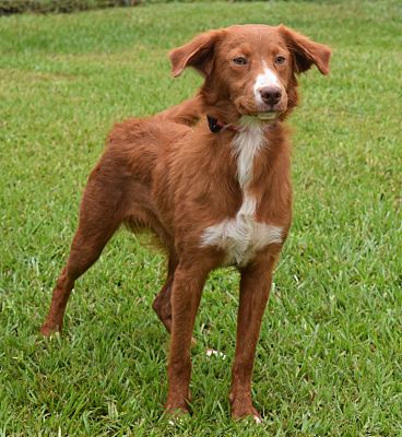 Kingsland, GA - Nova Scotia Duck-Tolling Retriever/Mixed Breed (Medium ...