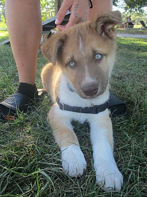 Madison, IN - Shepherd (Unknown Type)/Husky. Meet Lux a Pet for ...