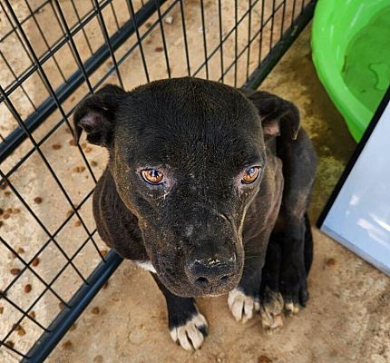 McMinnville, TN - Pit Bull Terrier. Meet 052455 - Ruby a Pet for ...