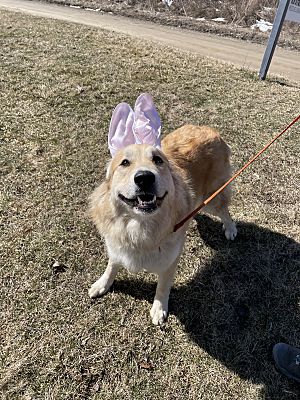 Oxford, MI - Great Pyrenees/Golden Retriever. Meet super “Nova” a Pet ...