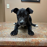 Adopt - Companion Pet Rescue