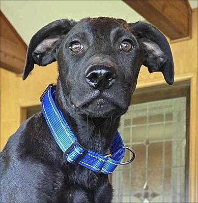 Edgar, WI - Great Dane/Labrador Retriever. Meet Gaston a Pet for ...