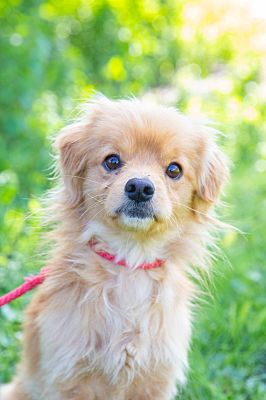 San Diego, CA - Pomeranian/Spaniel (Unknown Type). Meet Inyo a Pet for ...