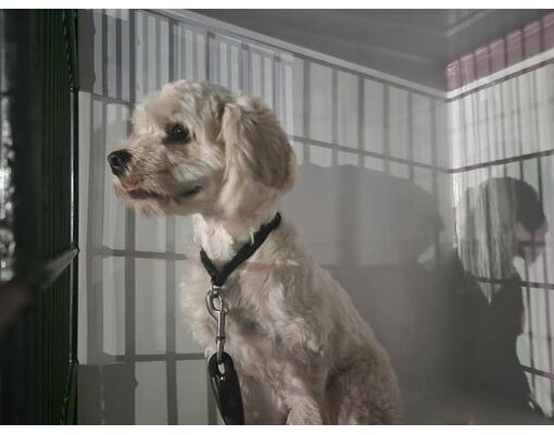 Houston, TX - Cocker Spaniel/Lhasa Apso. Meet A626165 a Pet for ...