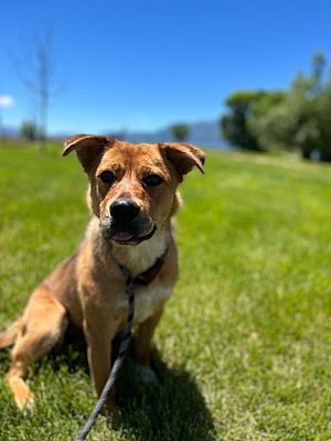 Logan, UT - Labrador Retriever. Meet Honeysuckle a Pet for Adoption ...
