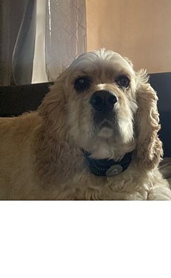 Hopedale, MA - Cocker Spaniel. Meet Bailey a Pet for Adoption ...
