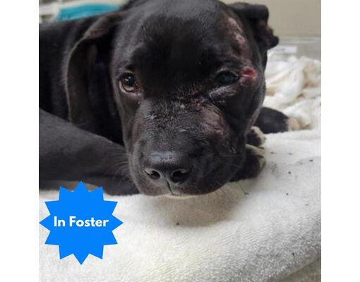 Indianapolis, IN - American Pit Bull Terrier. Meet DUKE a Pet for ...