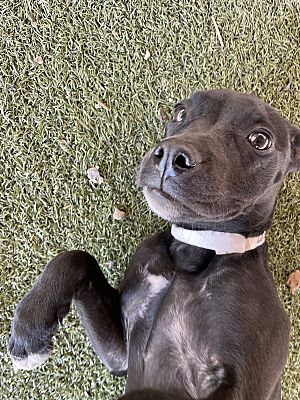 Birmingham, AL - Pit Bull Terrier. Meet Winter a Pet for Adoption ...