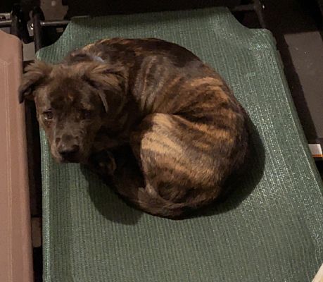 Jacksonville, FL - American Staffordshire Terrier. Meet Doby a Pet for ...