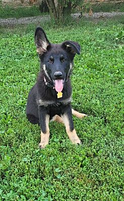 Hagerstown, MD - German Shepherd Dog. Meet Samara (PUPPY) a Pet for ...