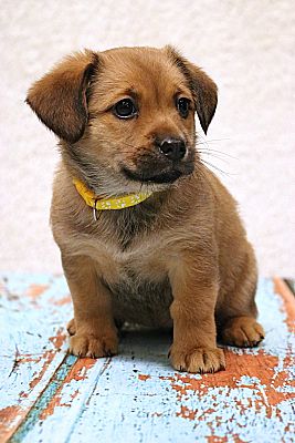 Bedminster, NJ - Cocker Spaniel/Pug. Meet Dora a Pet for Adoption ...