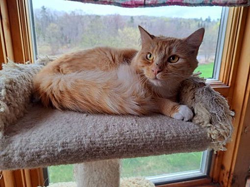Littleton, NH - Domestic Mediumhair. Meet Fiona a Pet for Adoption ...