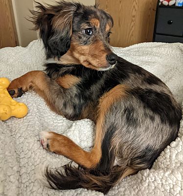 Mountlake Terrace, WA - Australian Shepherd/Cavalier King Charles ...