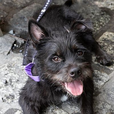New York, NY - Schnauzer (Standard)/Mixed Breed (Medium). Meet Norman a ...