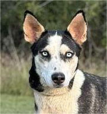 Bothell, WA - Husky. Meet Holly a Pet for Adoption - AdoptaPet.com