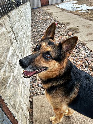Chippewa Falls, WI - German Shepherd Dog. Meet Vulcan a Pet for ...