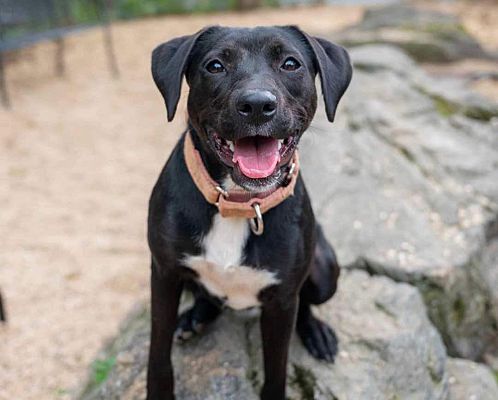 Harrison, NY - Labrador Retriever. Meet Roxy-Courtesy Listing a Pet for ...