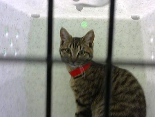 Murfreesboro, TN - Domestic Shorthair. Meet JUNIPER a Pet for Adoption ...