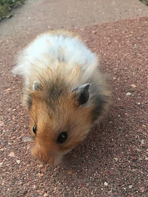 Fort Collins, CO - Hamster. Meet Hambae a Pet for Adoption - AdoptaPet.com