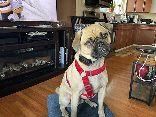 Pittsburgh, PA - Pug. Meet Bruno a Pet for Adoption - AdoptaPet.com