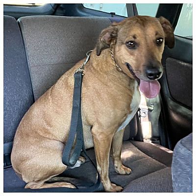 Eustis, FL - Whippet/Dachshund. Meet Oliver a Pet for Adoption ...