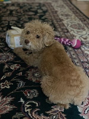 Princeton, NJ - Poodle (Miniature)/Goldendoodle. Meet Bella a Pet for ...