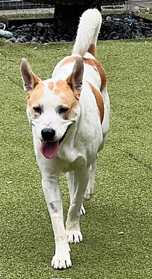 Norwalk, CT - Siberian Husky/Australian Shepherd. Meet Fresca a Pet for ...