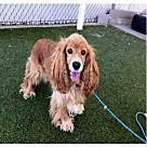 Cocker Spaniel Puppies - Rescue and Adoption Near You