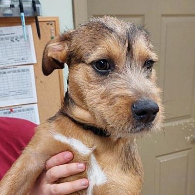 Spokane, WA - Dachshund/Mixed Breed (Medium). Meet Wybie a Pet for ...