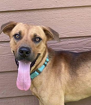 Pattison, TX - Rhodesian Ridgeback/Black Mouth Cur. Meet WhatADoc a Pet ...