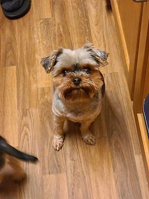 Harker Heights, TX - Yorkie, Yorkshire Terrier. Meet Rowdy a Pet for ...