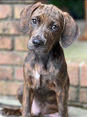 Holly Springs, NC - Plott Hound. Meet Jensen a Pet for Adoption ...