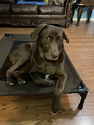 Lakeland, FL - Labrador Retriever. Meet Skye a Pet for Adoption ...