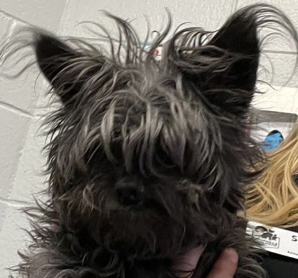 Golden, CO - Yorkie, Yorkshire Terrier/Poodle (Miniature). Meet Dilly a ...