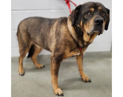 Houston, TX - American Staffordshire Terrier. Meet LT. COL. RUDDER a ...