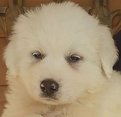 Allentown, PA - Great Pyrenees. Meet Faith a Pet for Adoption ...
