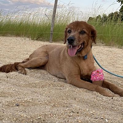 Phoenix, MD - Irish Setter. Meet Popeya a Pet for Adoption - AdoptaPet.com