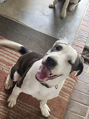 Johnston, RI - Australian Cattle Dog/Cattle Dog. Meet TEX sb a Pet for ...