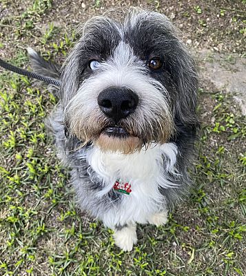 Tulsa, OK - Old English Sheepdog. Meet Barry Barkman's Story a Pet for ...